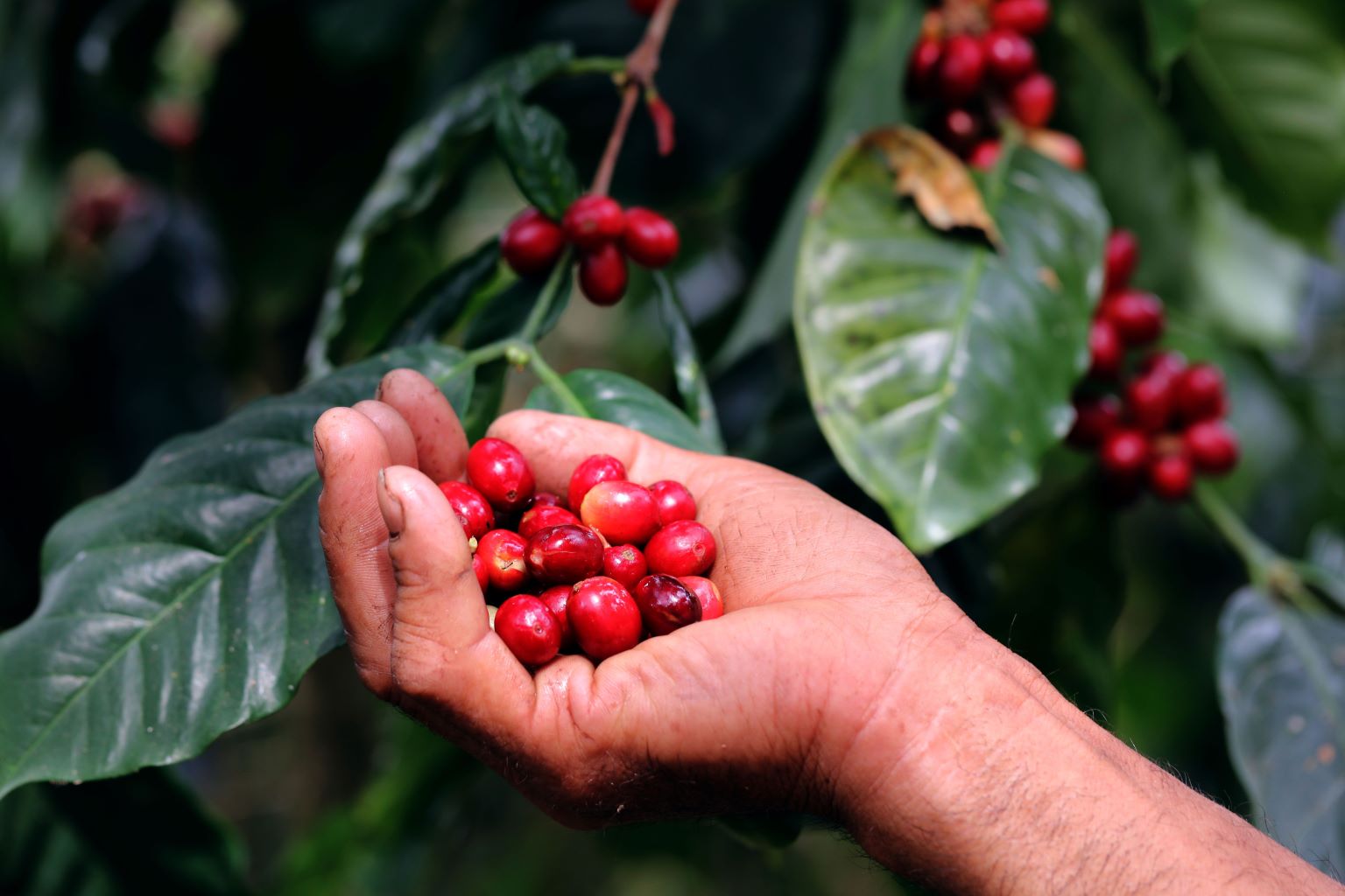 Roastery Tour - Caffè Lusso Coffee Roasters