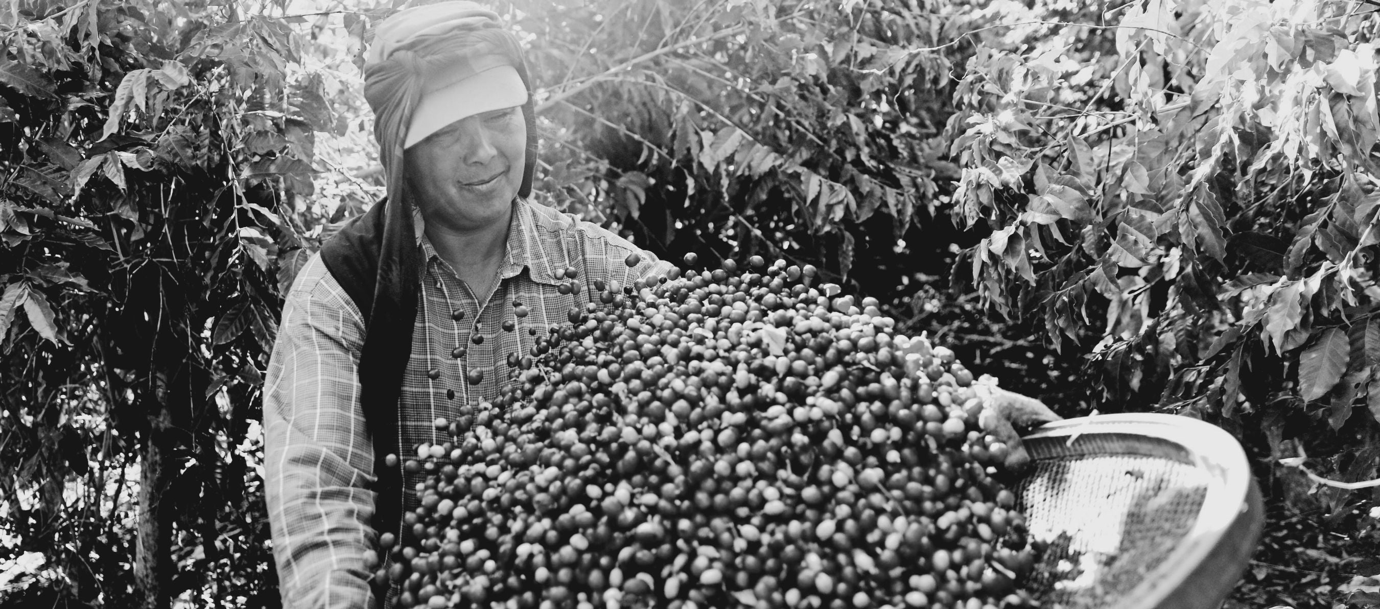 Caffè Lusso Roastery